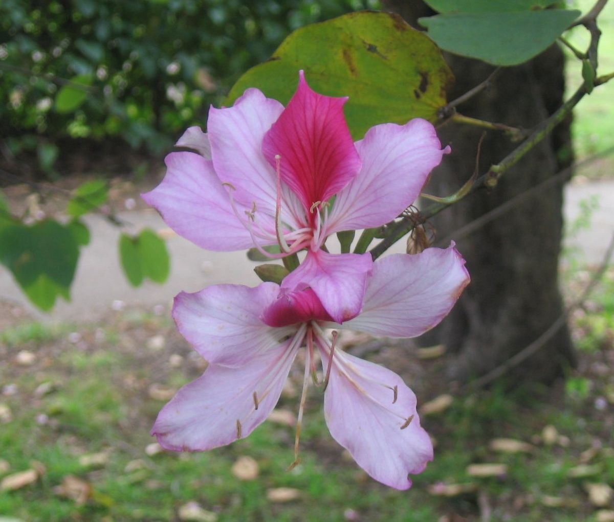 Kachnar (Bauhinia variegata) - Benefits, Medicinal Usage and Properties