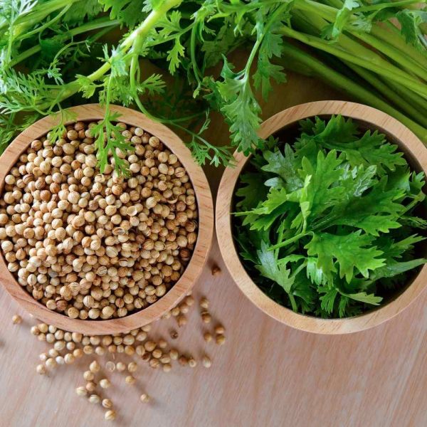 Coriander (Dhania) - Benefits, Medicinal Usage and Properties