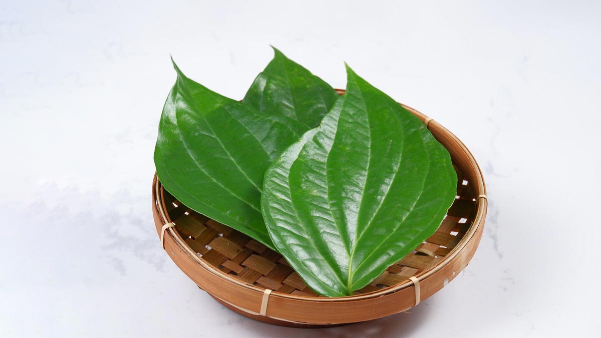 Paan Patta (Betel Leaves) - Benefits, Medicinal Usage and Properties