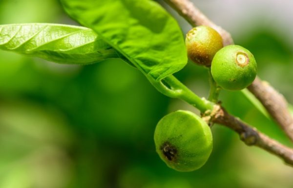 Ankol (Alangium Salvifolium)