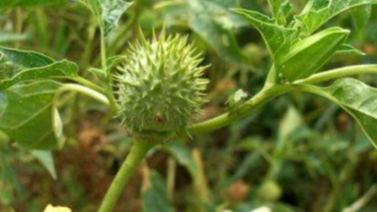 Peela Dhatura - Ayurvedic Properties & Medicinal Usage