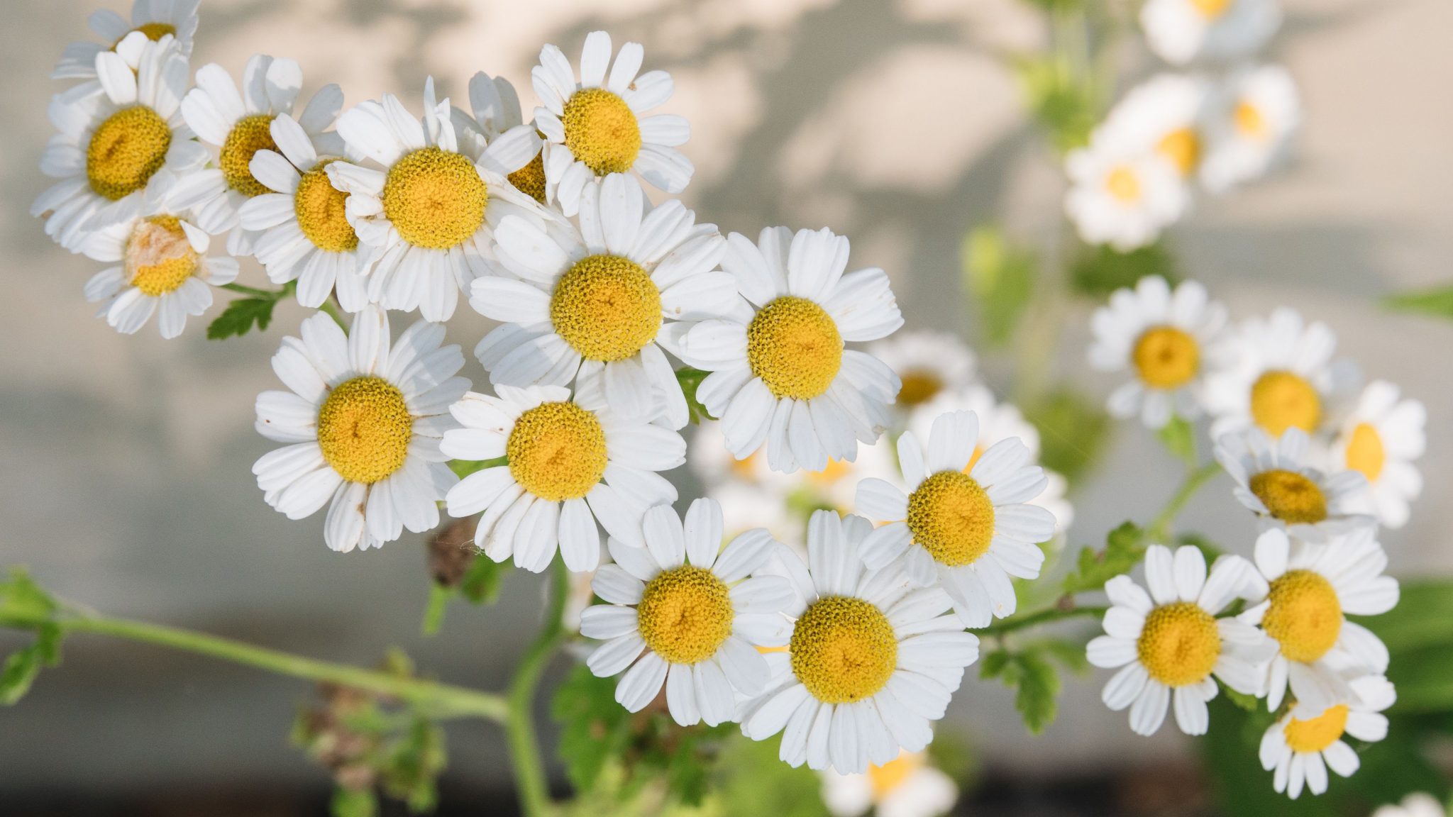 Chamomile | Chandigarh Ayurved & Panchakarma Centre Chamomile | Chandigarh Ayurved & Panchakarma Centre