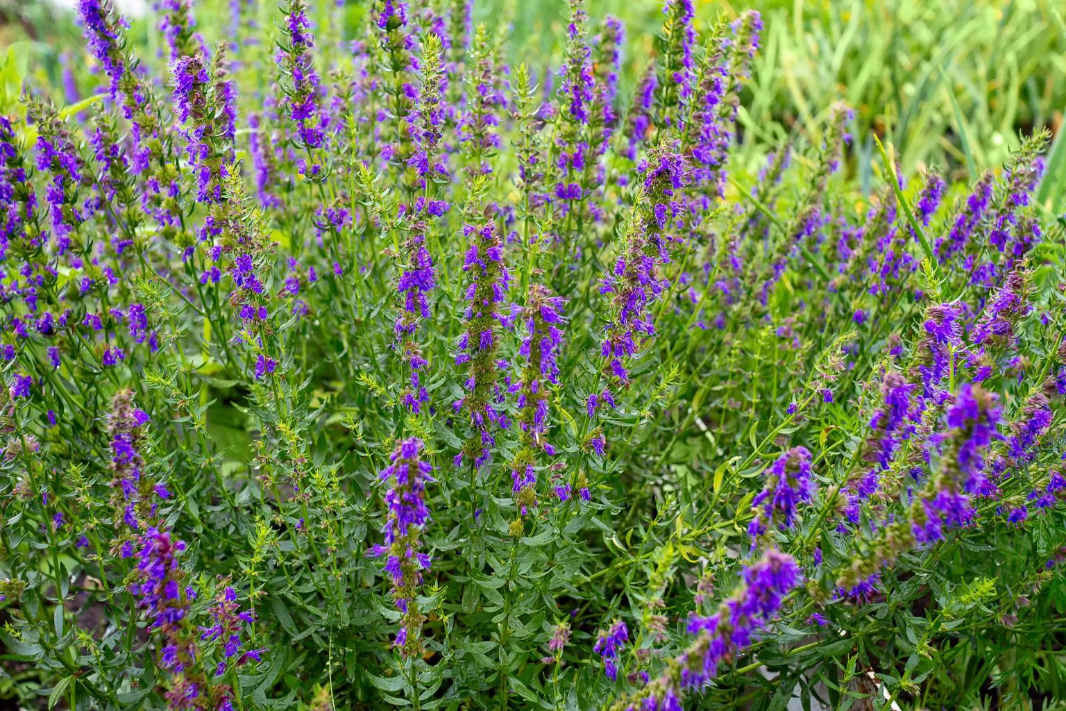 HYSSOP | Chandigarh Ayurved & Panchakarma Centre