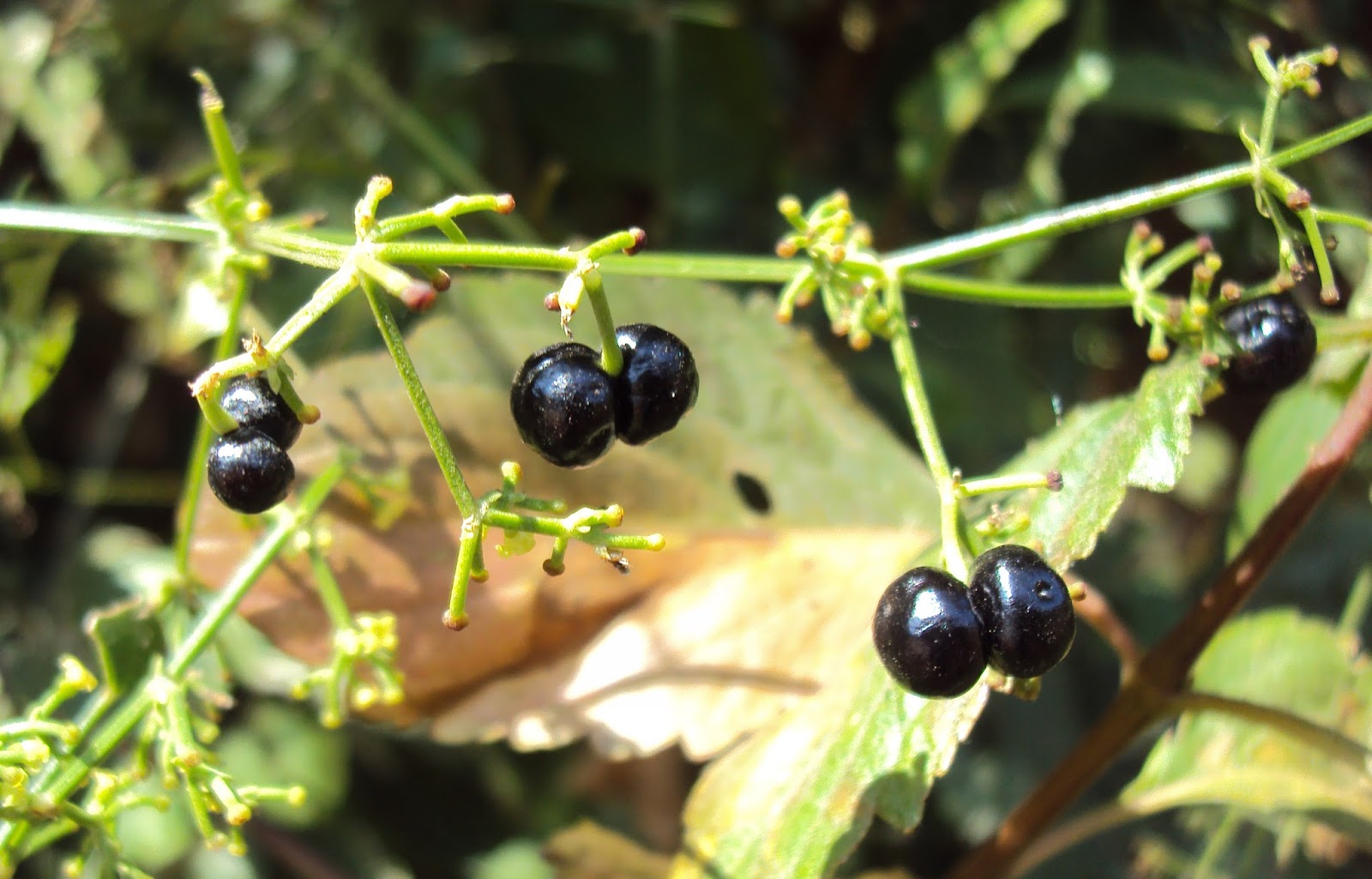Rubia Cordifolia or Manjistha | Chandigarh Ayurved & Panchakarma Centre