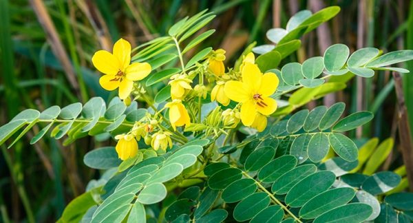 SENNA | Chandigarh Ayurved & Panchakarma Centre