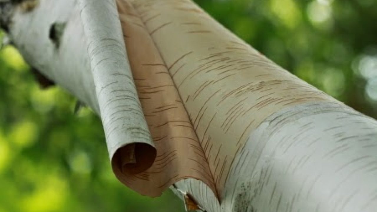 Bhojpatra | Chandigarh Ayurved & Panchakarma Centre