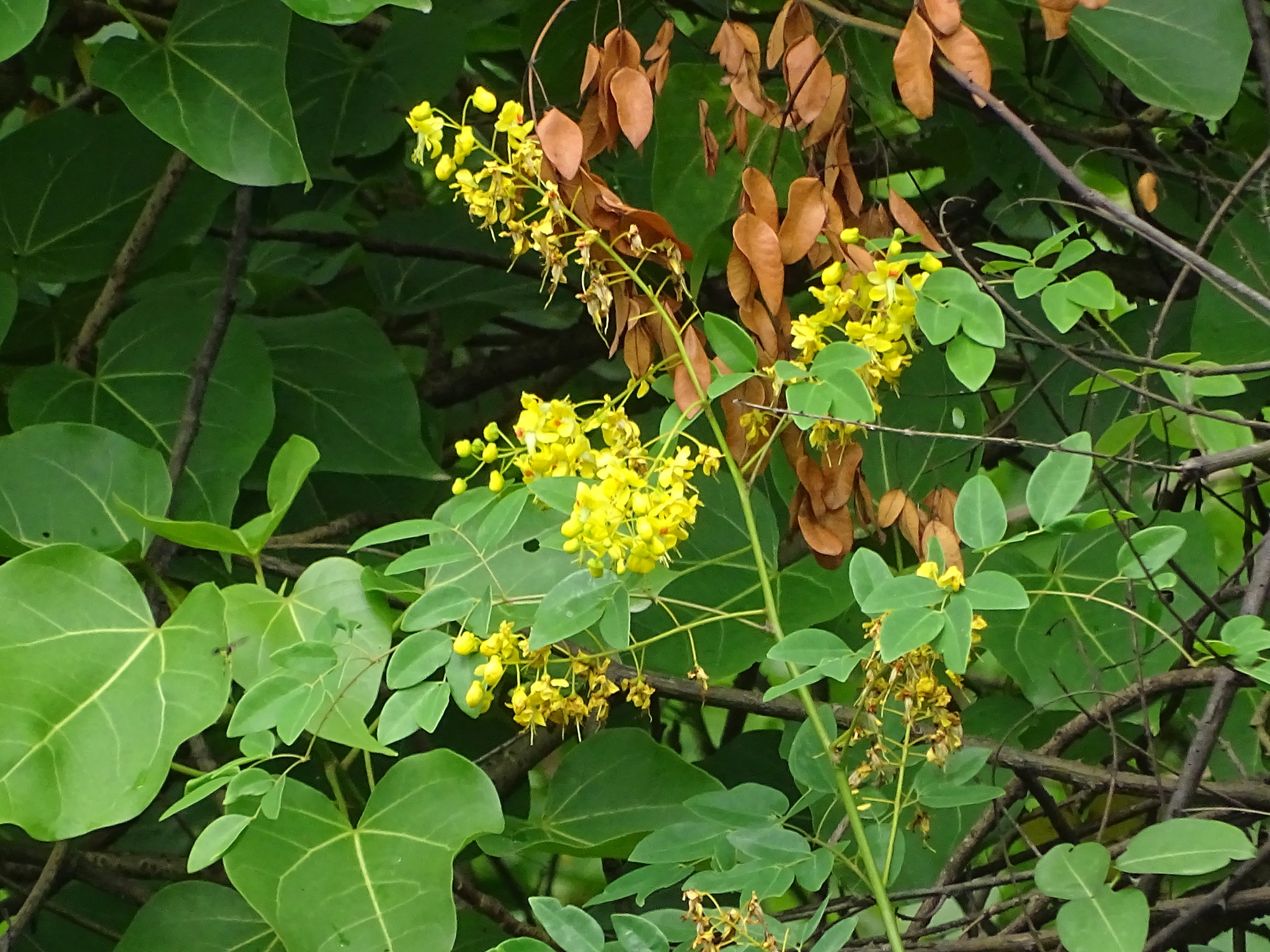 Karanj | Chandigarh Ayurved & Panchakarma Centre