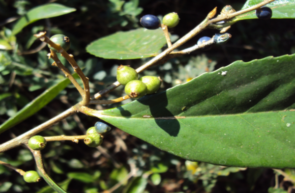 Lodhra | Chandigarh Ayurved & Panchakarma Centre