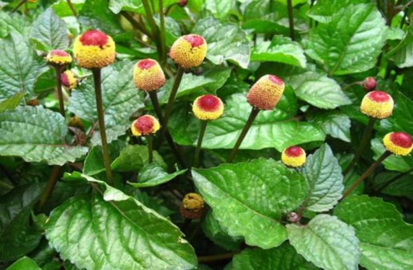 Akarkara | Chandigarh Ayurved & Panchakarma Centre