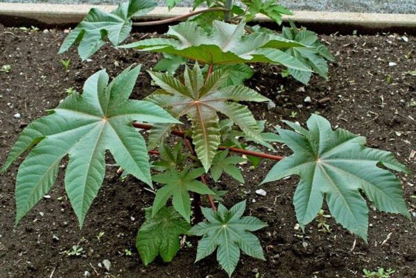 Arand (Ricinus communis)| Castor Oil