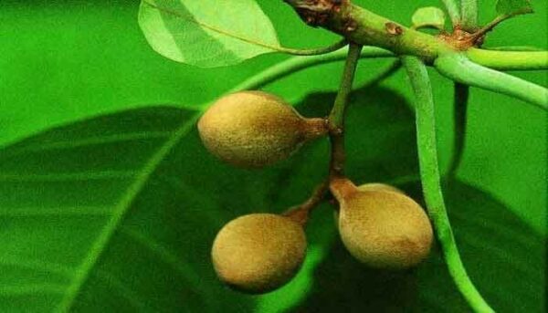 Health Benefits of Baheda | CAC