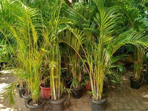 5 Plants to Control Air Pollution