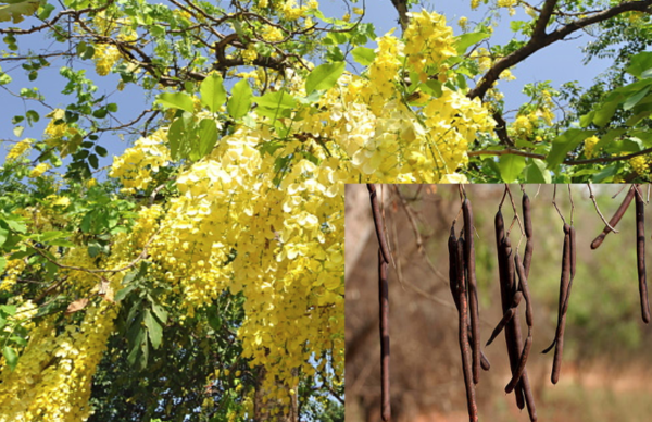 Amaltas – A Medicinal Plant | Chandigarh Ayurved & Panchakarma Centre