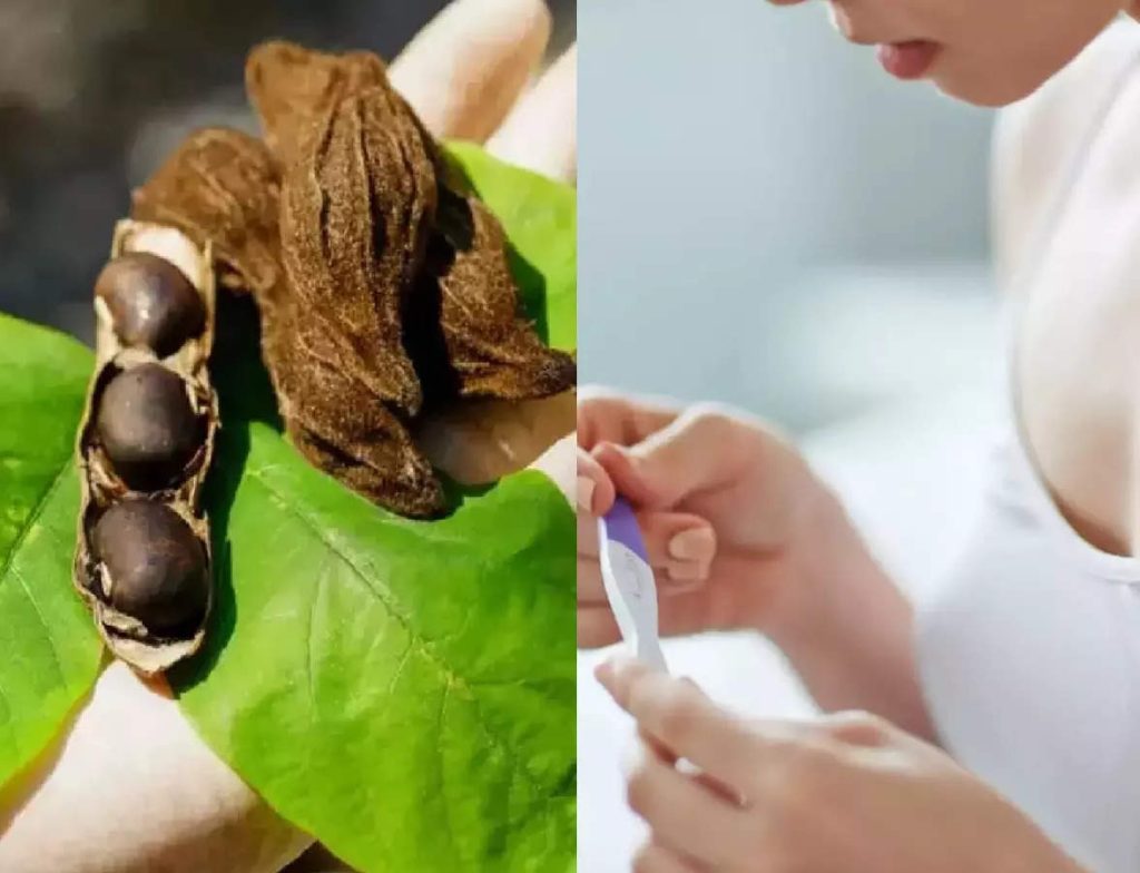 KAUNCH BEEJ – A MAGICAL HERB | Chandigarh Ayurved & Panchakarma Centre